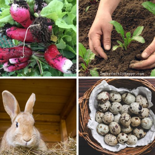 Easy Ways You Can Be An Apartment Homesteader Now