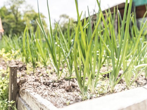 How to Grow Scallions in Your Backyard - the Imperfectly Happy home