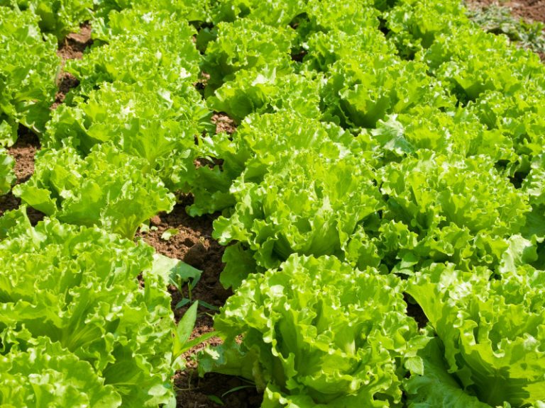 How to Grow Lettuce in Your Backyard - the Imperfectly Happy home