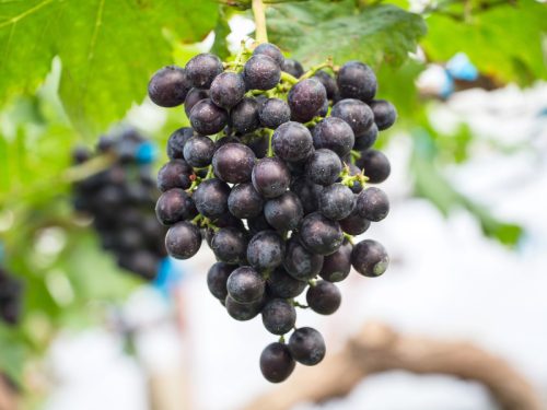 How to Grow Grapes in Your Backyard - the Imperfectly Happy home
