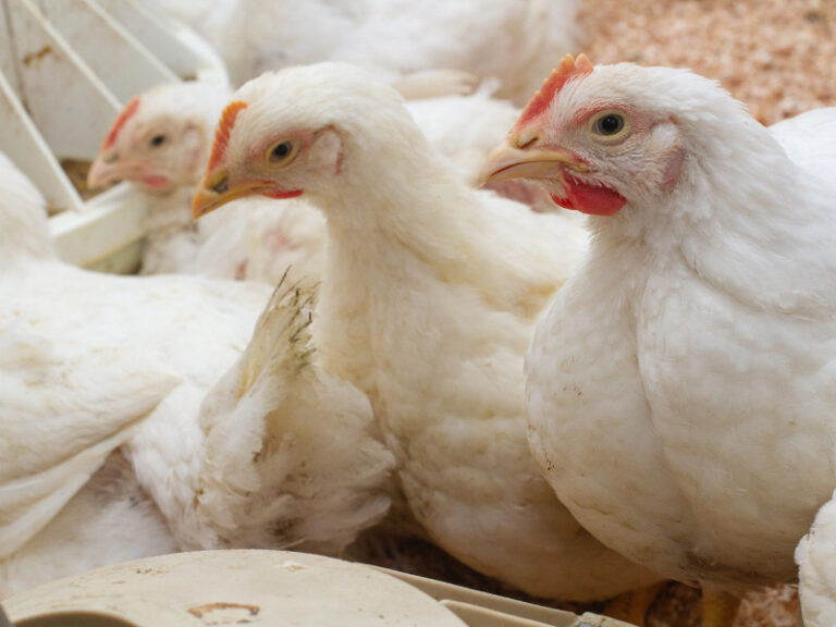Best Meat Chickens for Homesteading - the Imperfectly Happy home