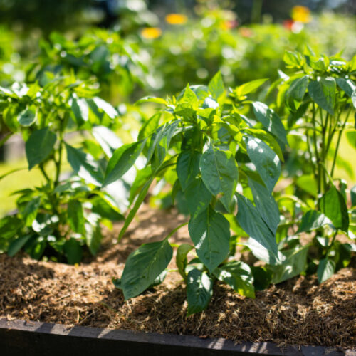 Best Vegetables to Harvest in July - the Imperfectly Happy home