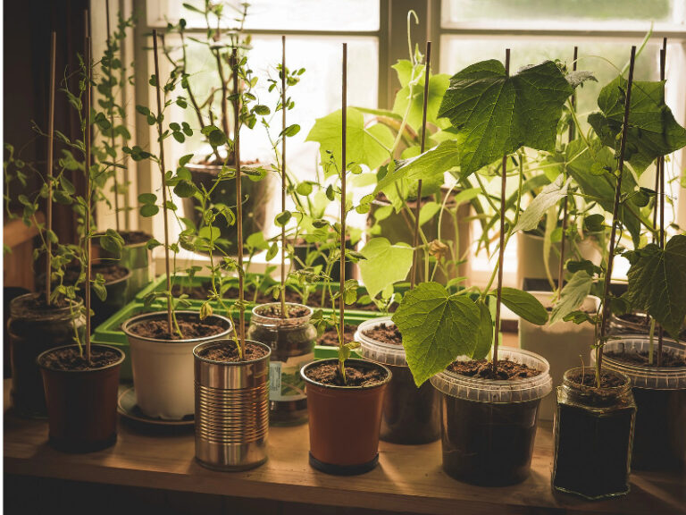 Growing Food Indoors During Winter: A Guide to Fresh Produce Year-Round ...