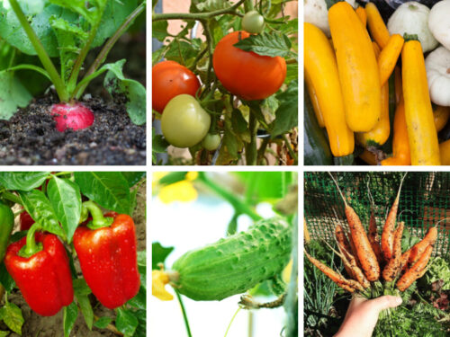 12 Easy Vegetables for Beginner Gardeners - the Imperfectly Happy home