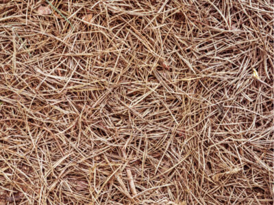 Pine Straw in the Vegetable Garden: Benefits, Tips, and How to Use It ...