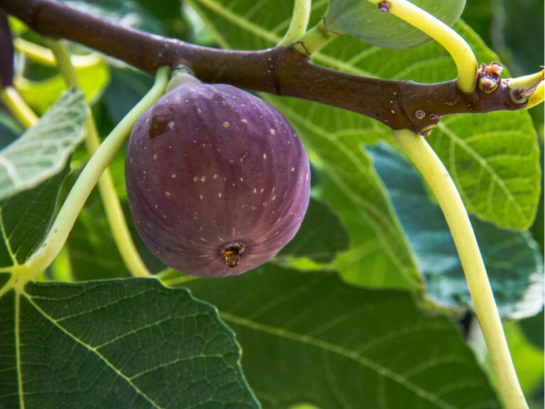 How to Grow Figs in Your Backyard - the Imperfectly Happy home