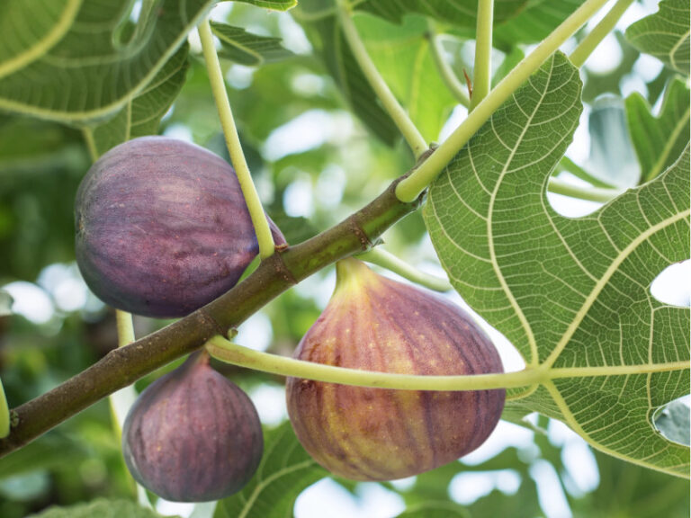 How to Grow Figs in Your Backyard - the Imperfectly Happy home
